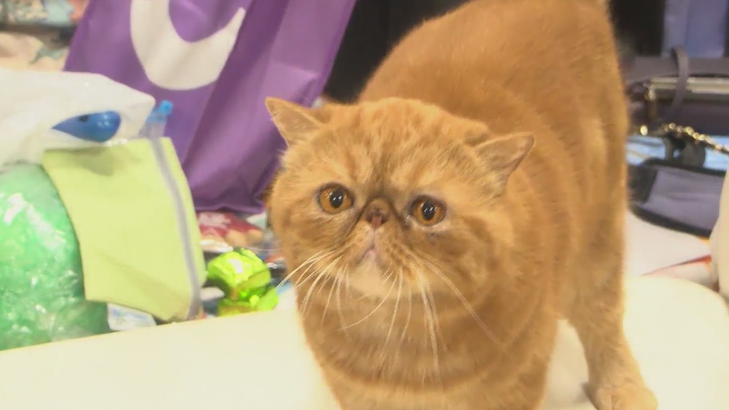 Over 100 cats compete for best in show at Brockport cat show