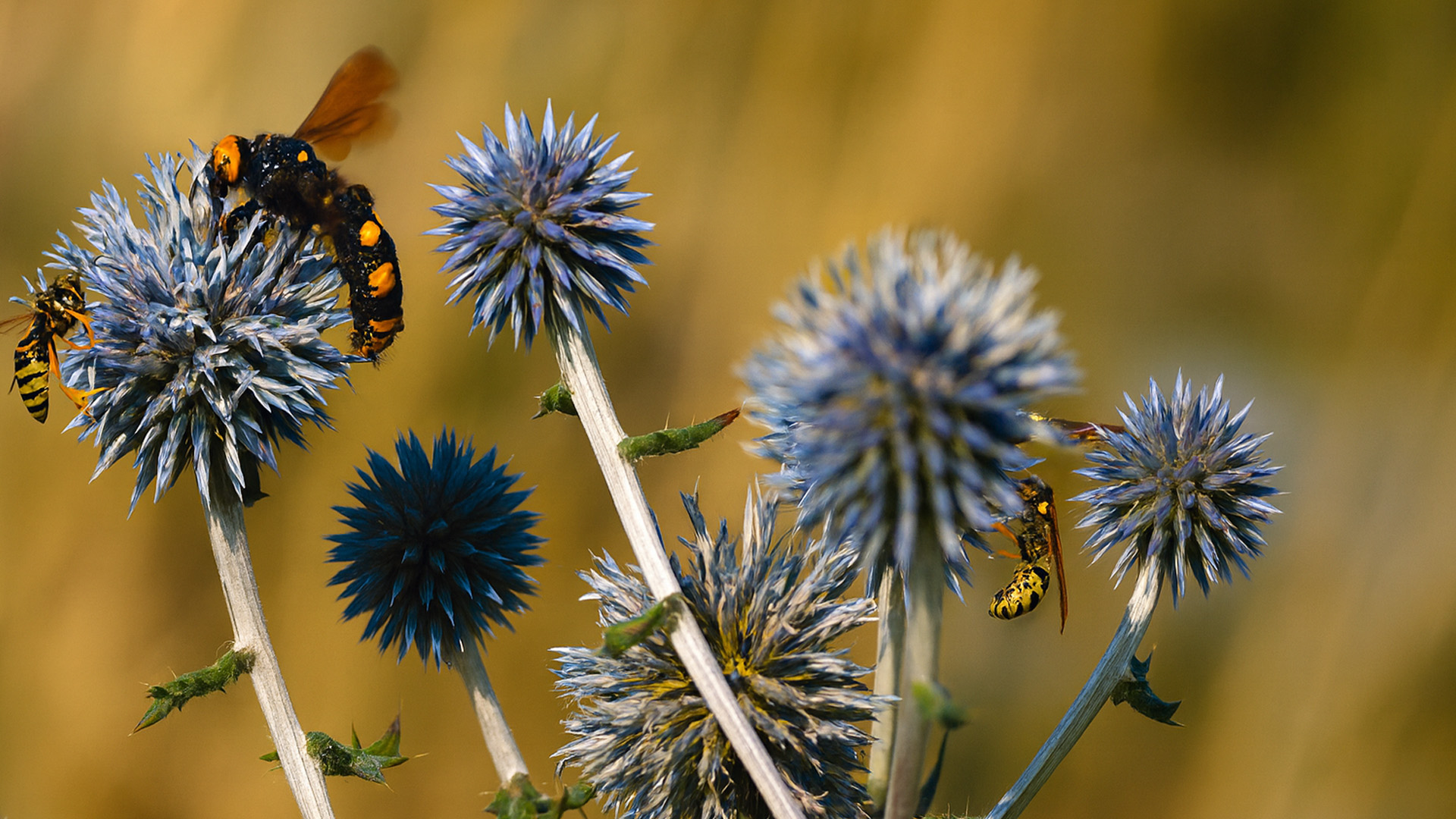 Giant wood wasp – A powerful wasp from South Moravia