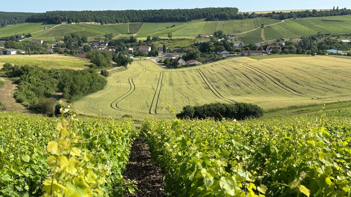 Sur le plateau de Blu, une randonnée au milieu d’une mer de vignes de ...