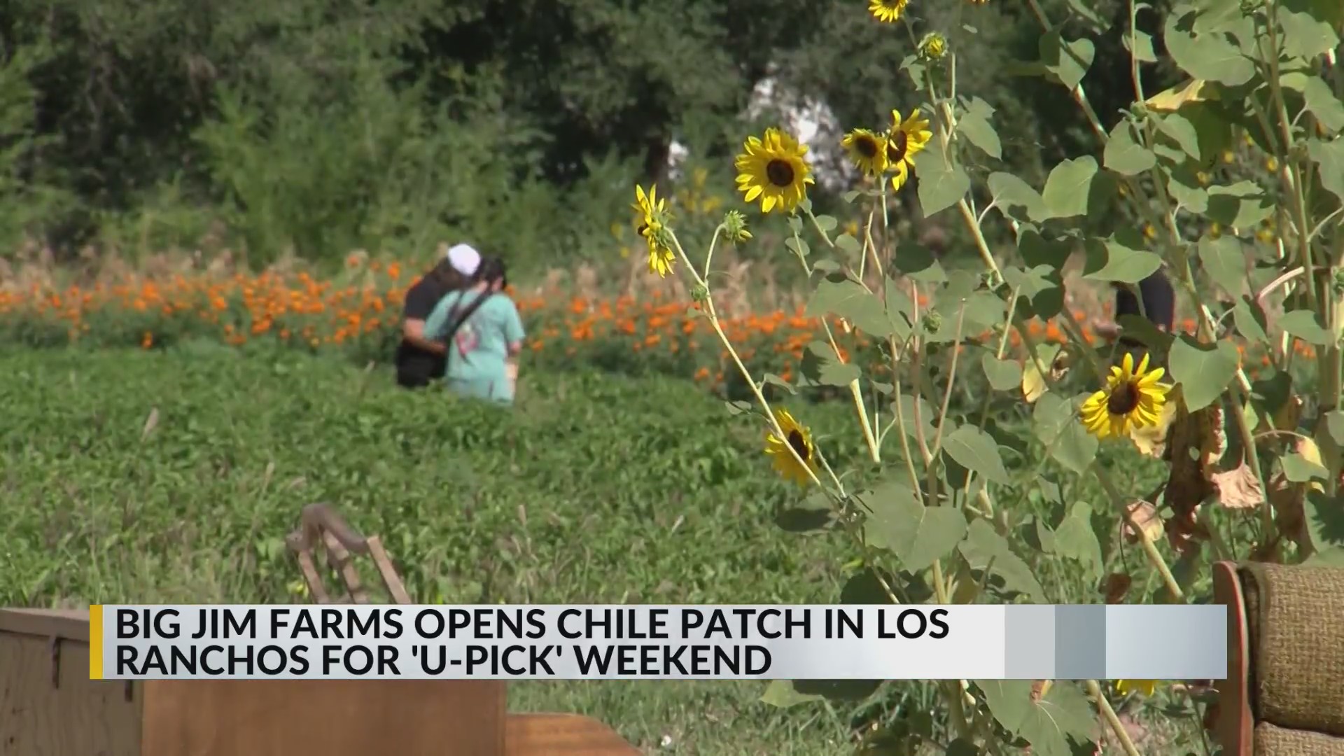 Big Jim Farms kicks off their green chile season