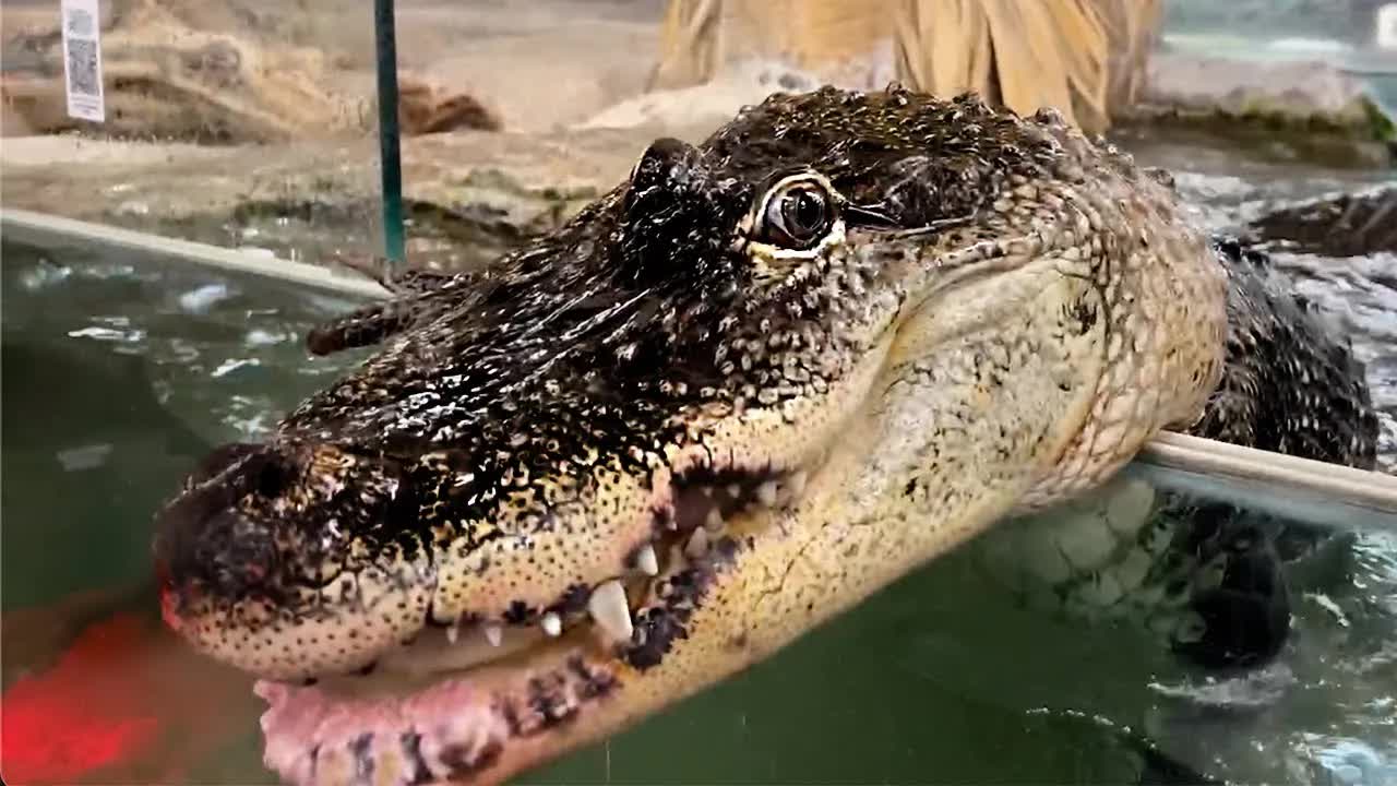 gators get exotic food at prehistoric pets reptile zoo!