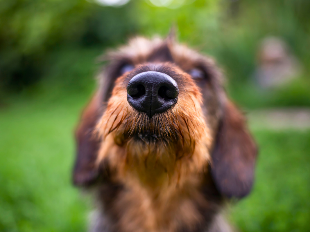 Can Dogs Be Allergic to Other Dogs? A Vet Explains