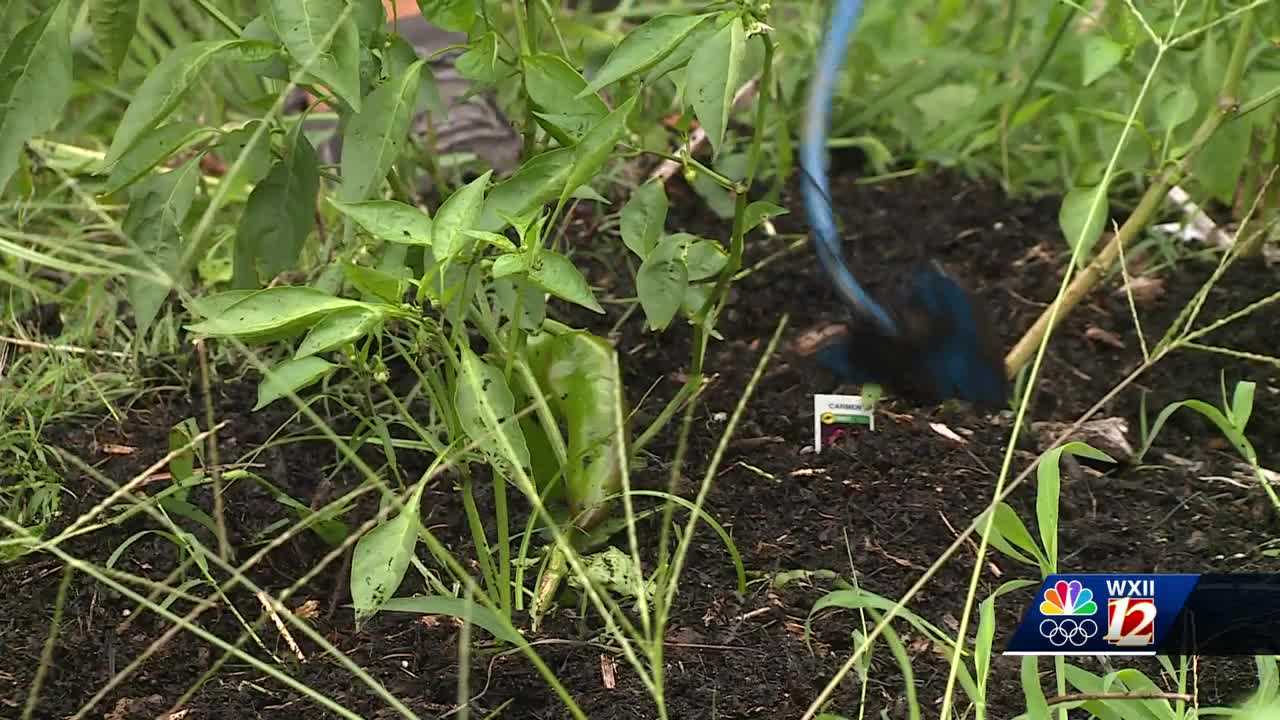 Growing High Point receives grant from Honda to address food composting ...