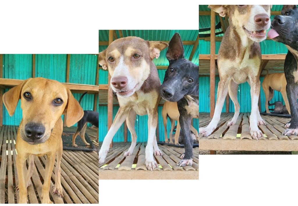 Why we love our Aspins: Celebrating National Aspin Day