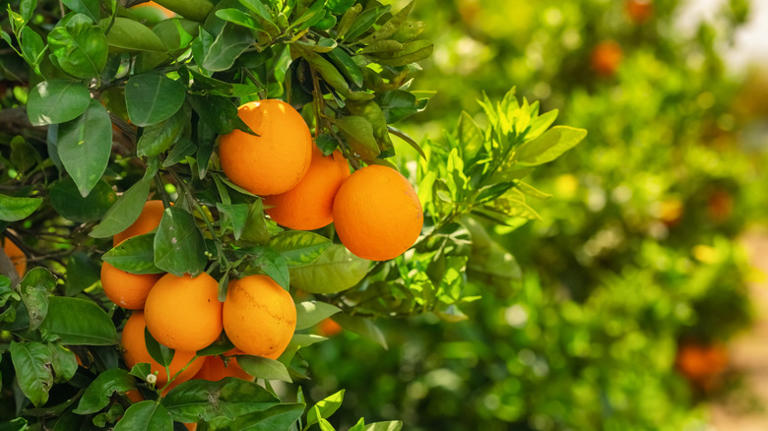 Frozen Orange Juice Used To Be Everywhere. Why Did We Stop Buying It?