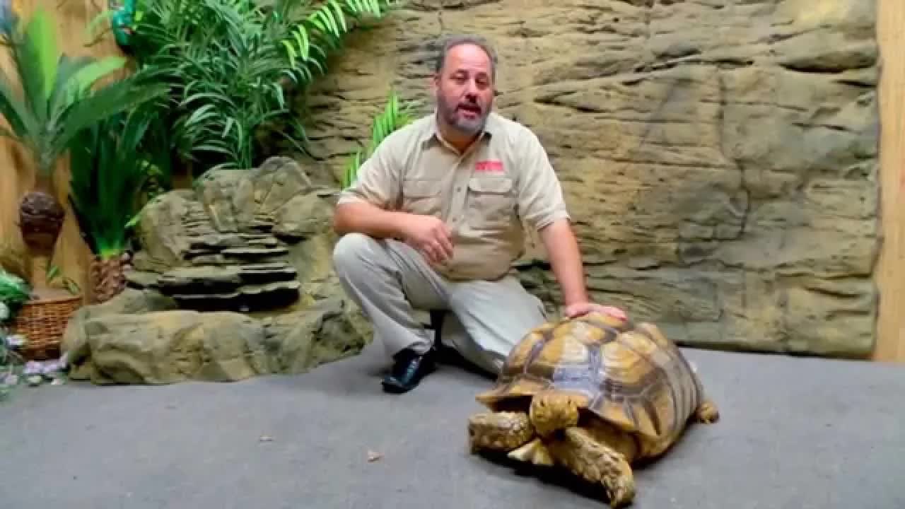 African spur thigh tortoise facts & care!