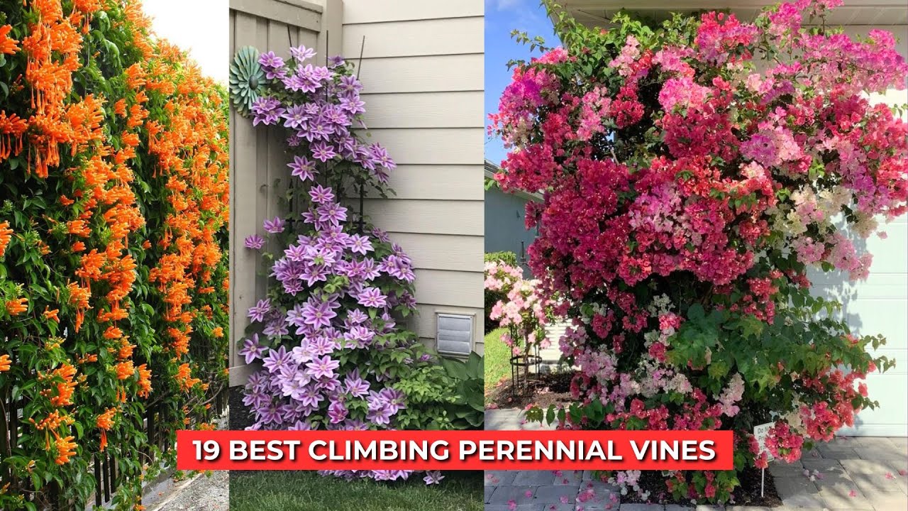 19 Best Climbing Perennial Vines