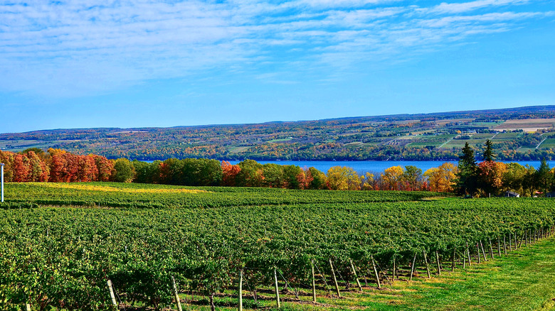 14 World-Class Wine Regions That Might Be In Your Own Backyard