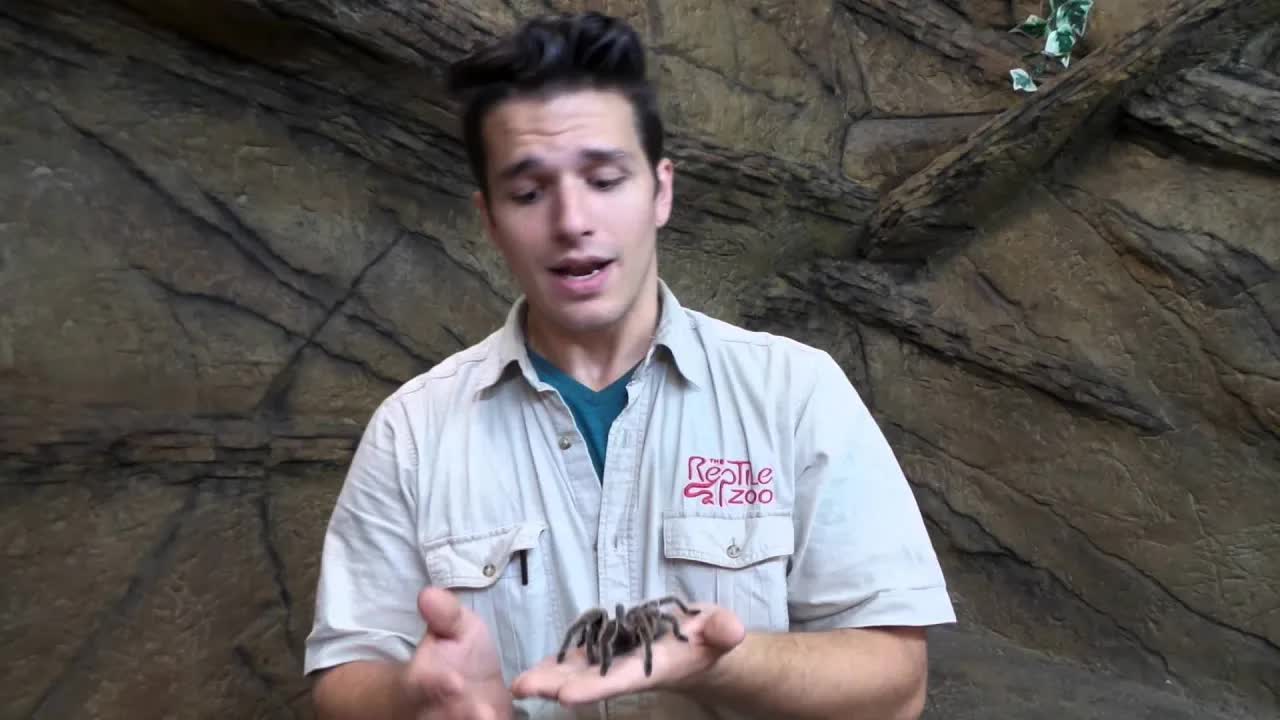 Rose hair tarantula care & facts