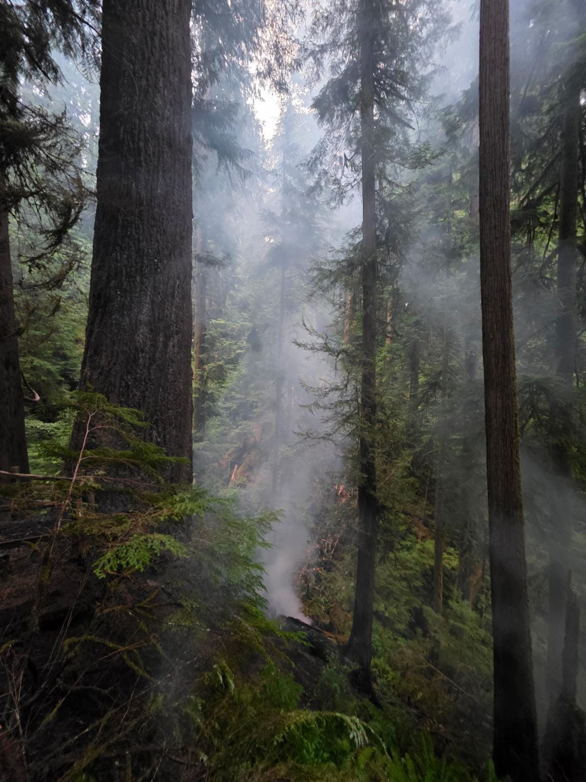 How did the top of a 450-year-old Oregon tree catch fire?
