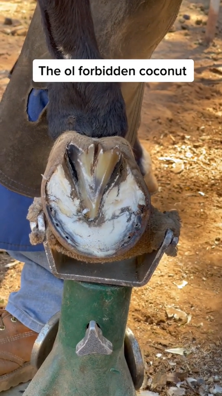 Farrier Craftsmanship in Action — Soothing Hoof Care ASMR