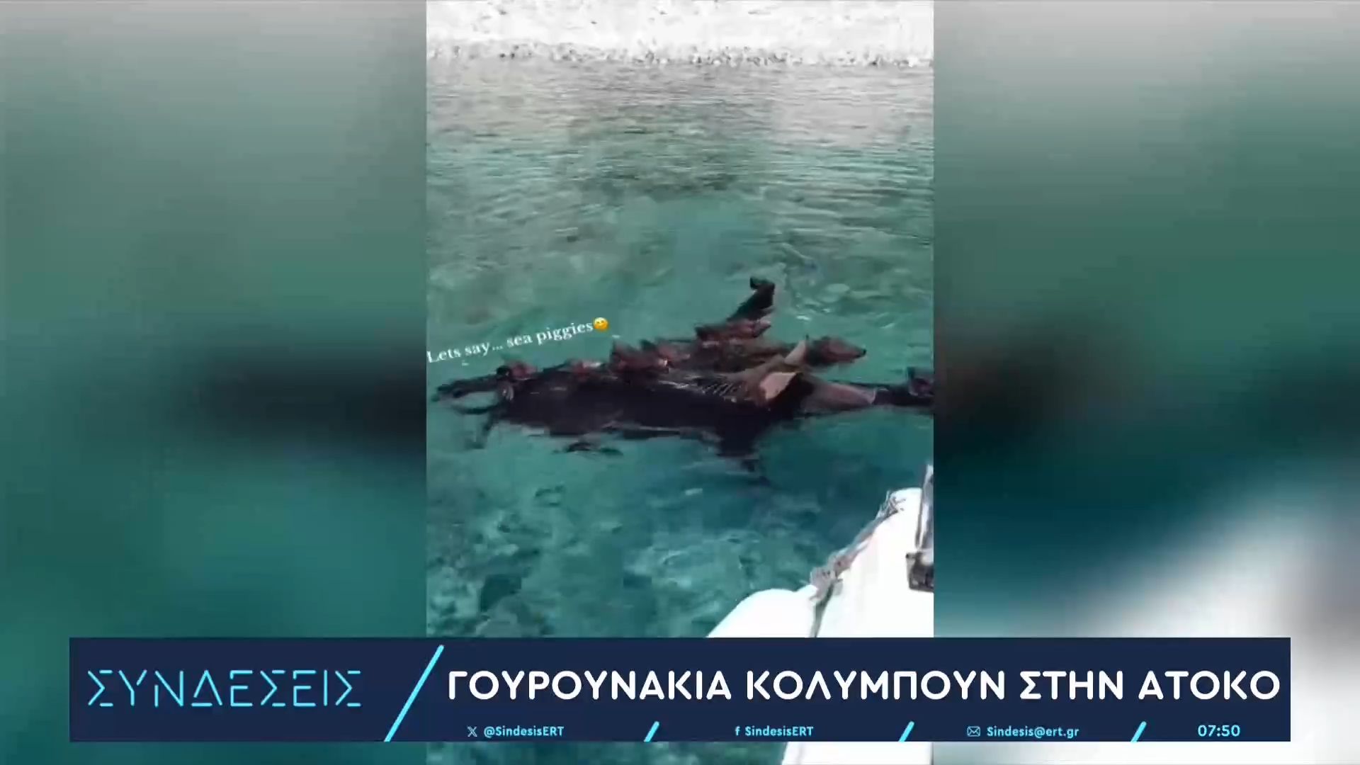 Γουρουνάκια–κολυμβητές στην Άτοκο: μια απρόσμενη συνάντηση στο Ιόνιο