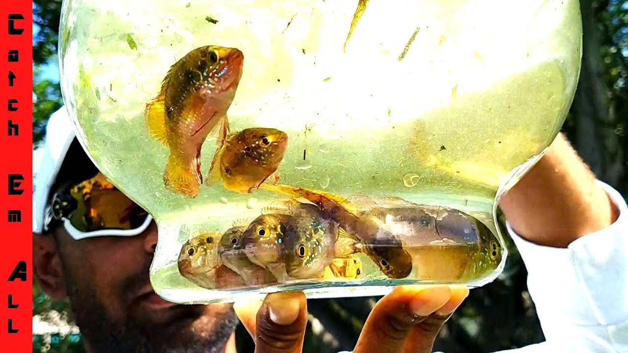 Fishermen Stumble Upon a Rare Red Jewel Fish Catch