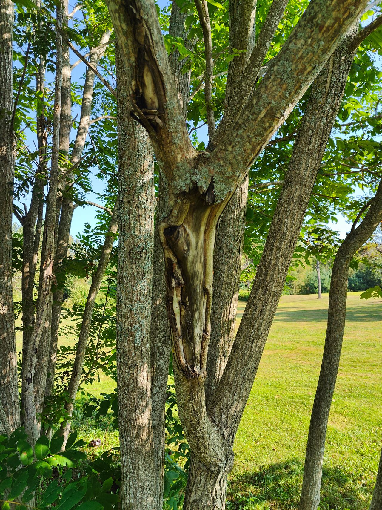 Fast-spreading fungus deadly to endangered butternut trees attacking 3 ...