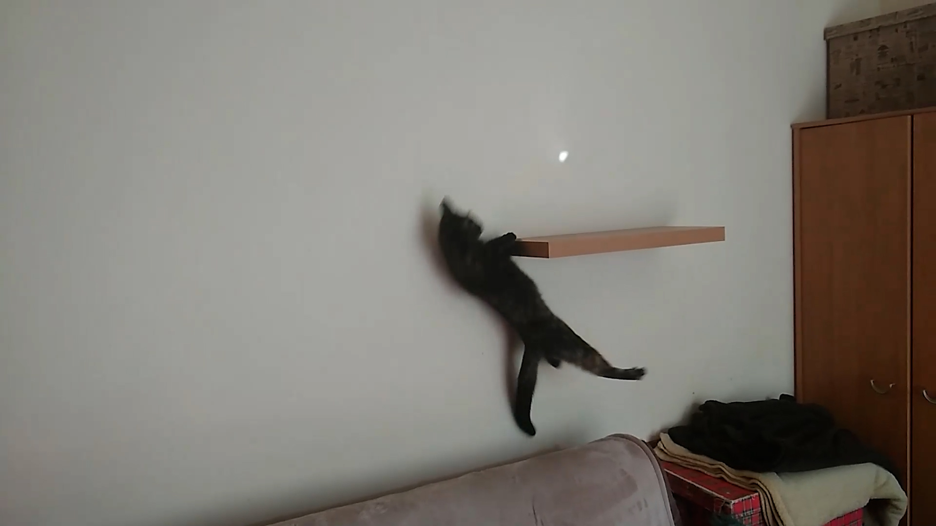 Zwarte Kat Hangt aan een Houten Plank Binnenshuis