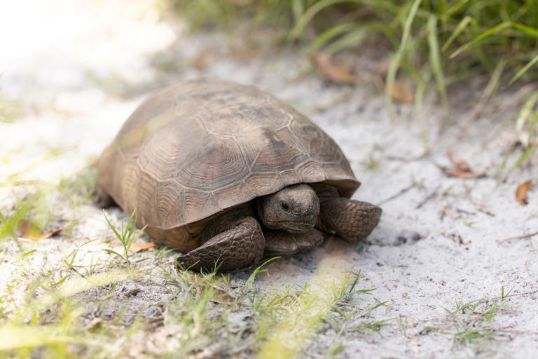 Who's that critter? Florida's native gopher tortoises are on the move ...