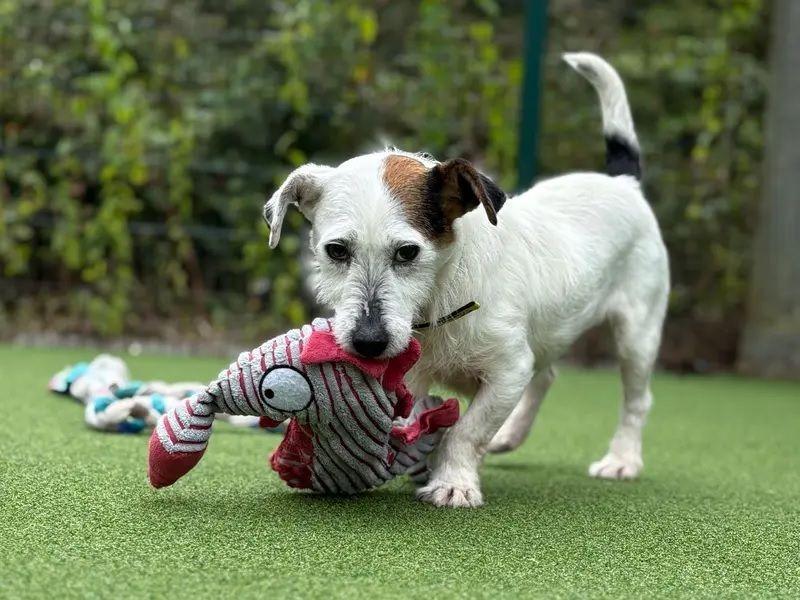 'Check the Chip!' urges Dogs Trust Shoreham, as new data shows fewer ...
