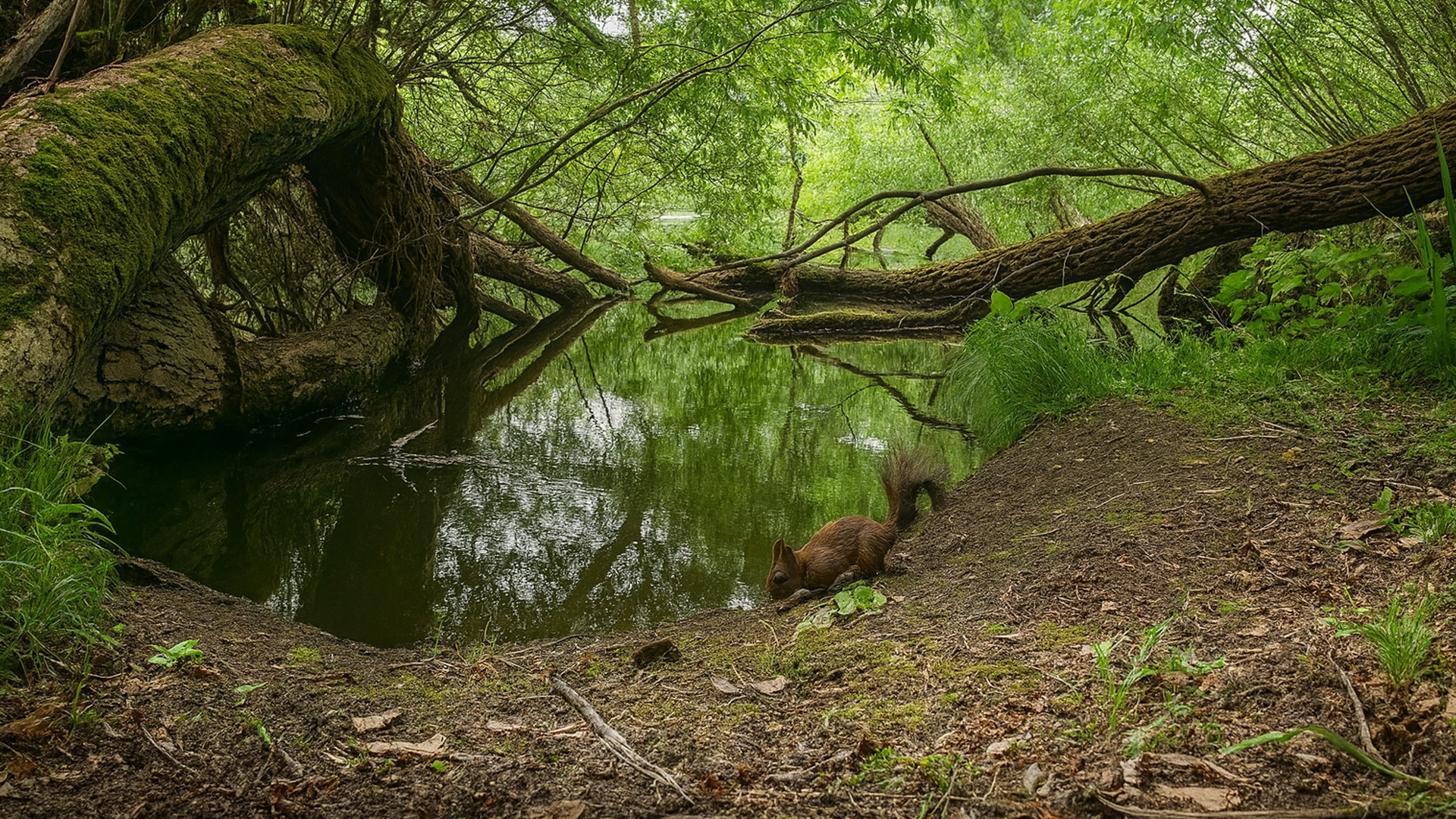 I hid a camera trap on the riverbank. Look what it captured in 14 days!