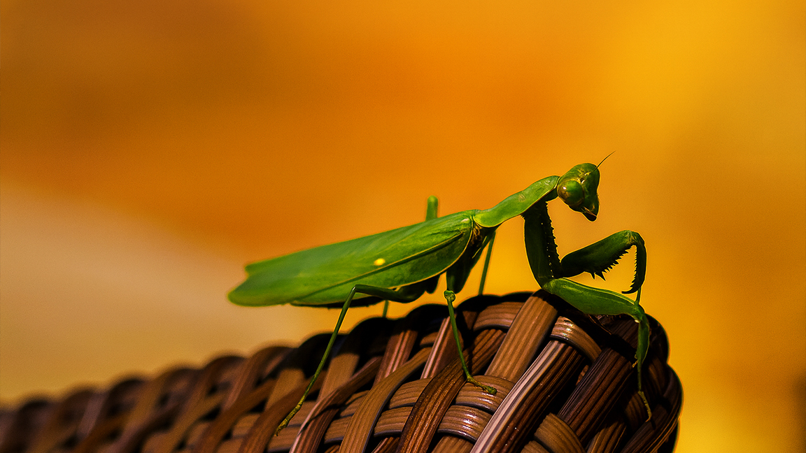 La Natura Senza Copione – Momenti Autentici in 4K