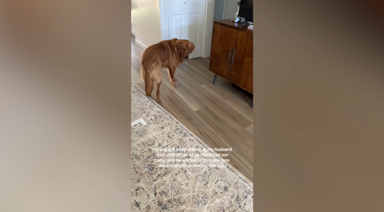 Golden Retriever Takes On 'Nanny' Role And Checks On Baby With Parents
