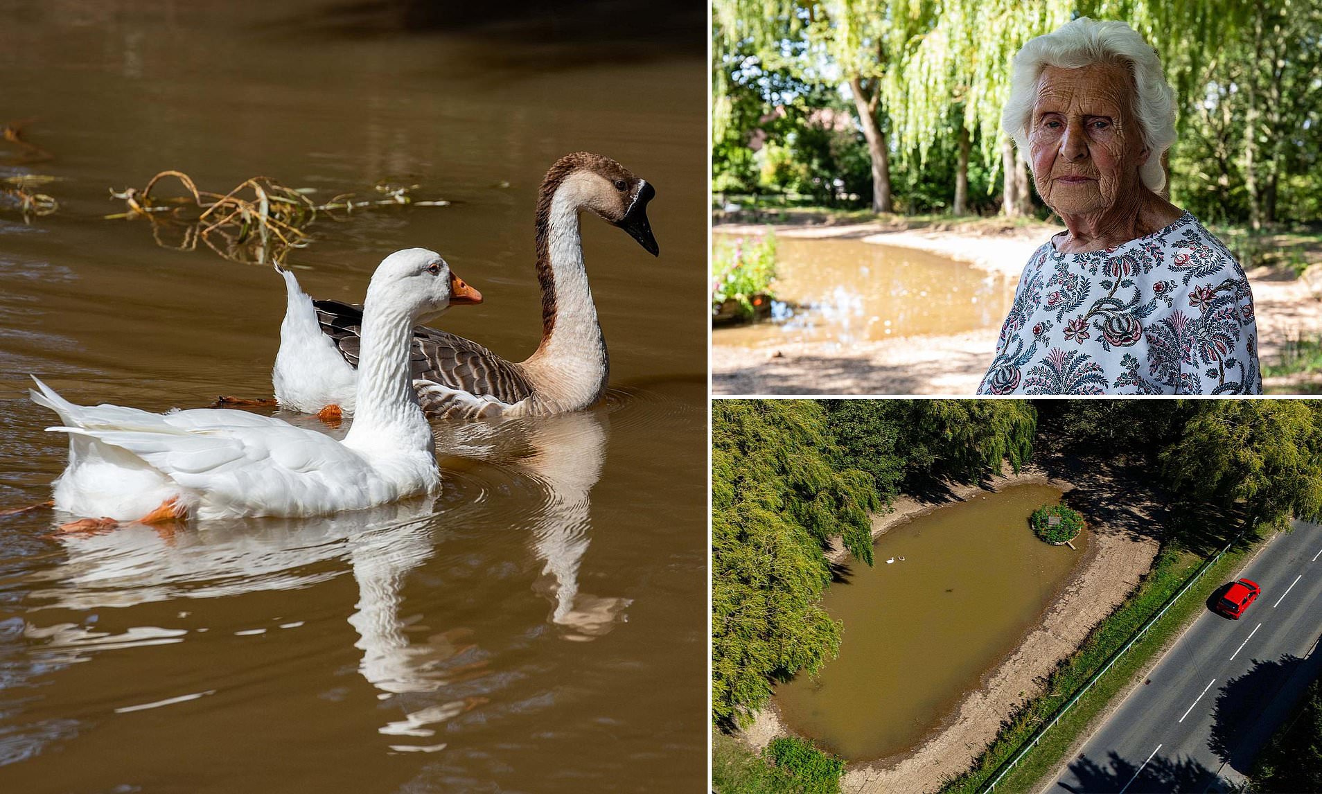 Battle to save the Stillington Geese: Villagers fight council plans to ...