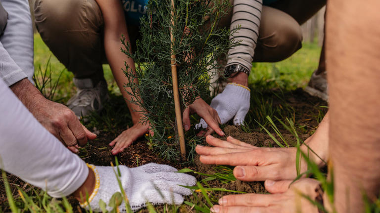 Repurpose Empty Pet Food Bags To Make Planting A Tree A Breeze