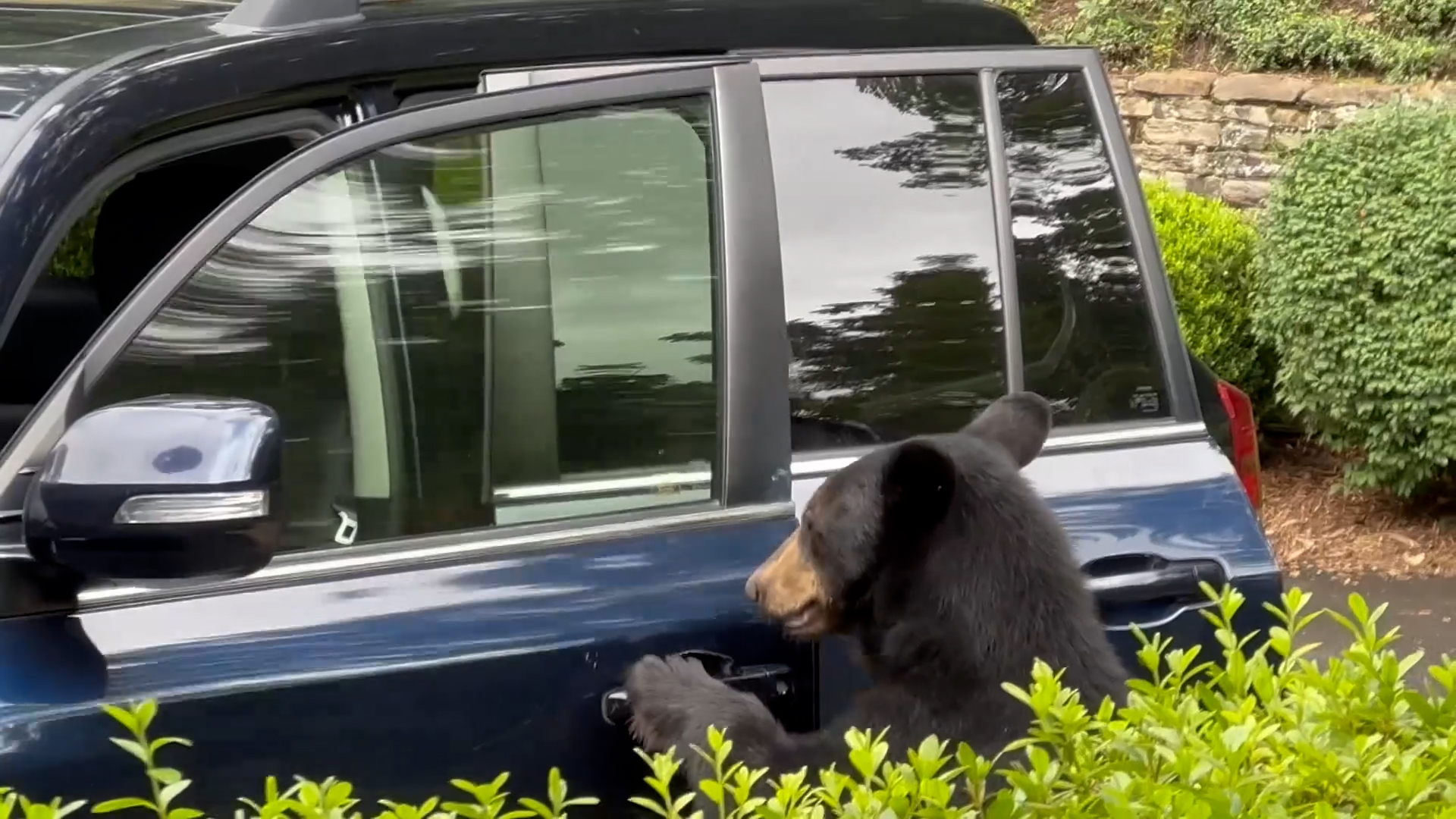 Clever bear breaks into car searching for snacks