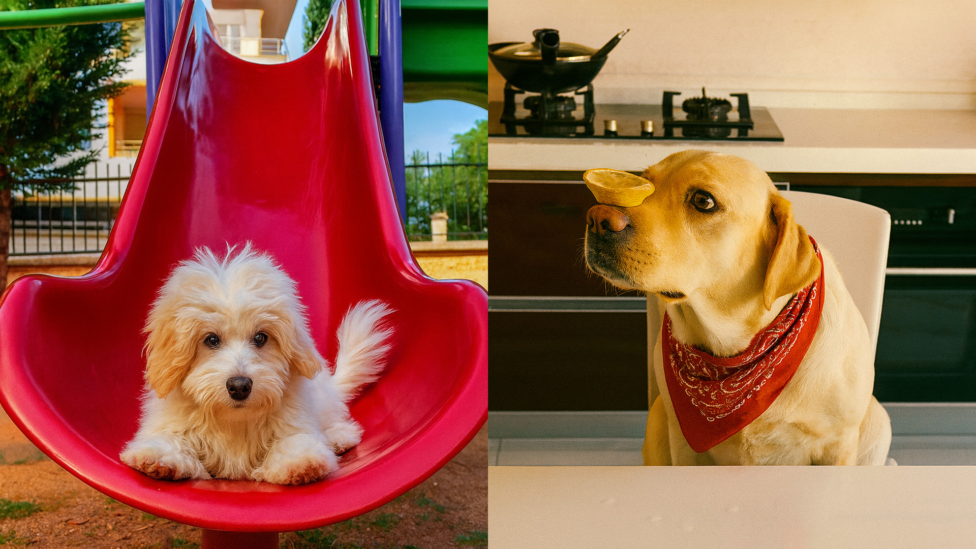 Puppy on Slide and Dog Balancing Treat