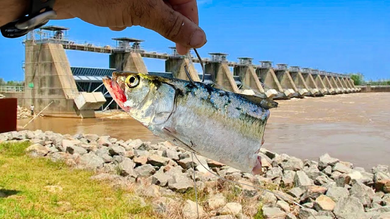 Meat Bait Sparks Feeding Frenzy Below Spillway