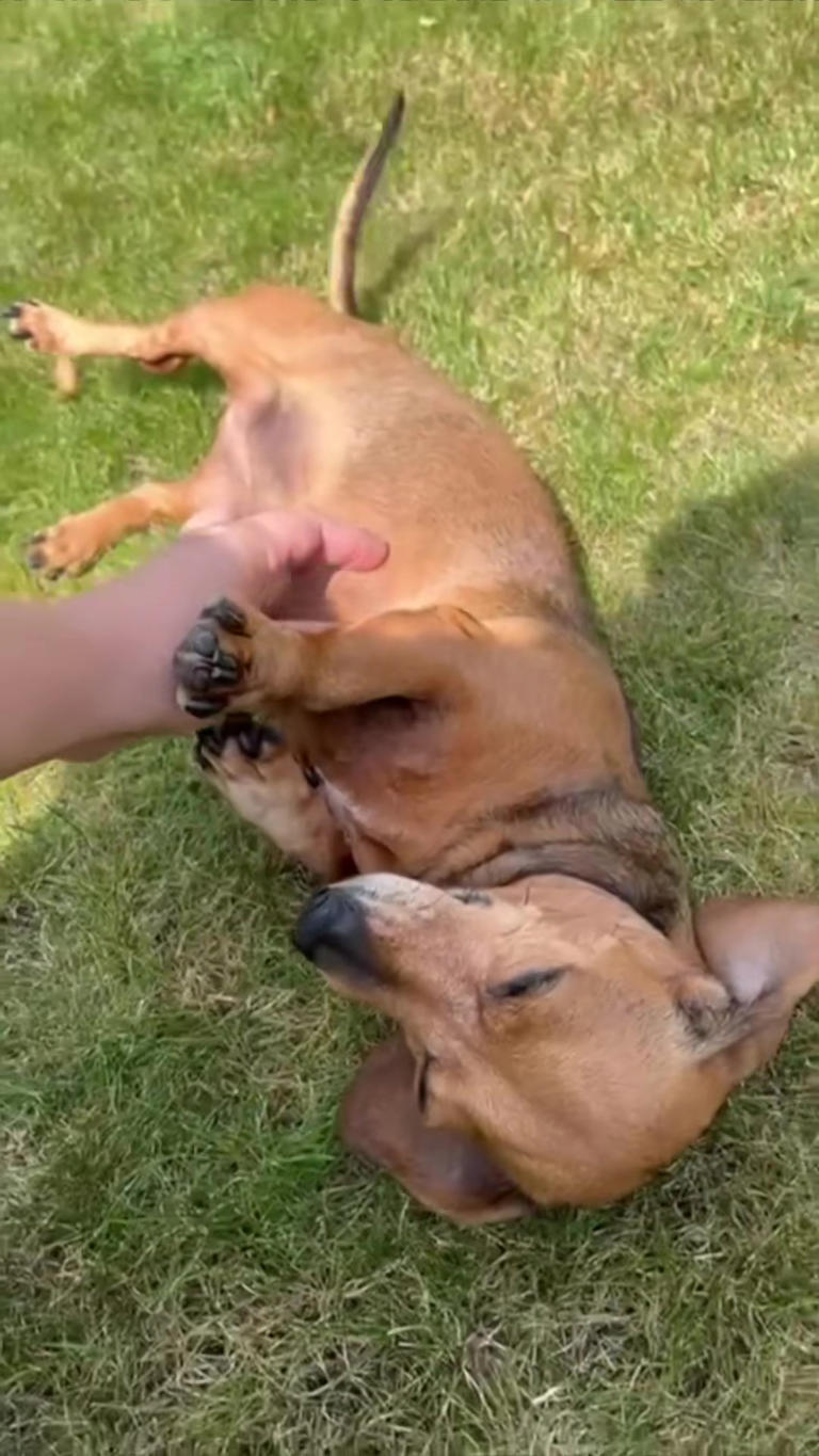 Mystery of Tanya Burr's dog Martha finally revealed