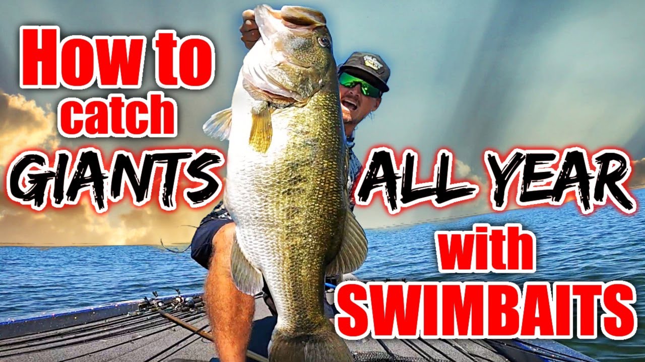 Catch fish year round with big swimbaits for every season