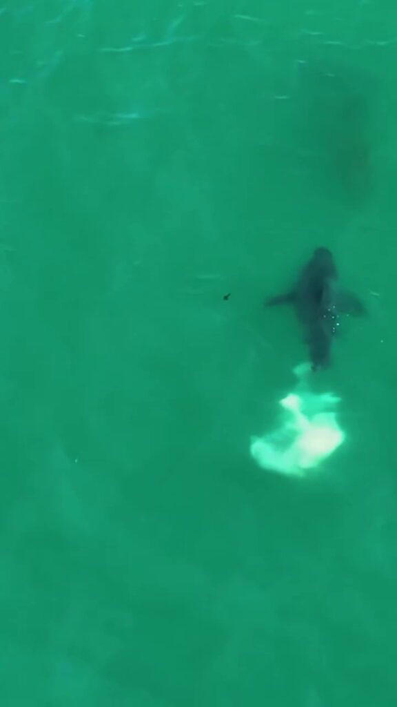 Rare footage shows great white shark defecating in open water