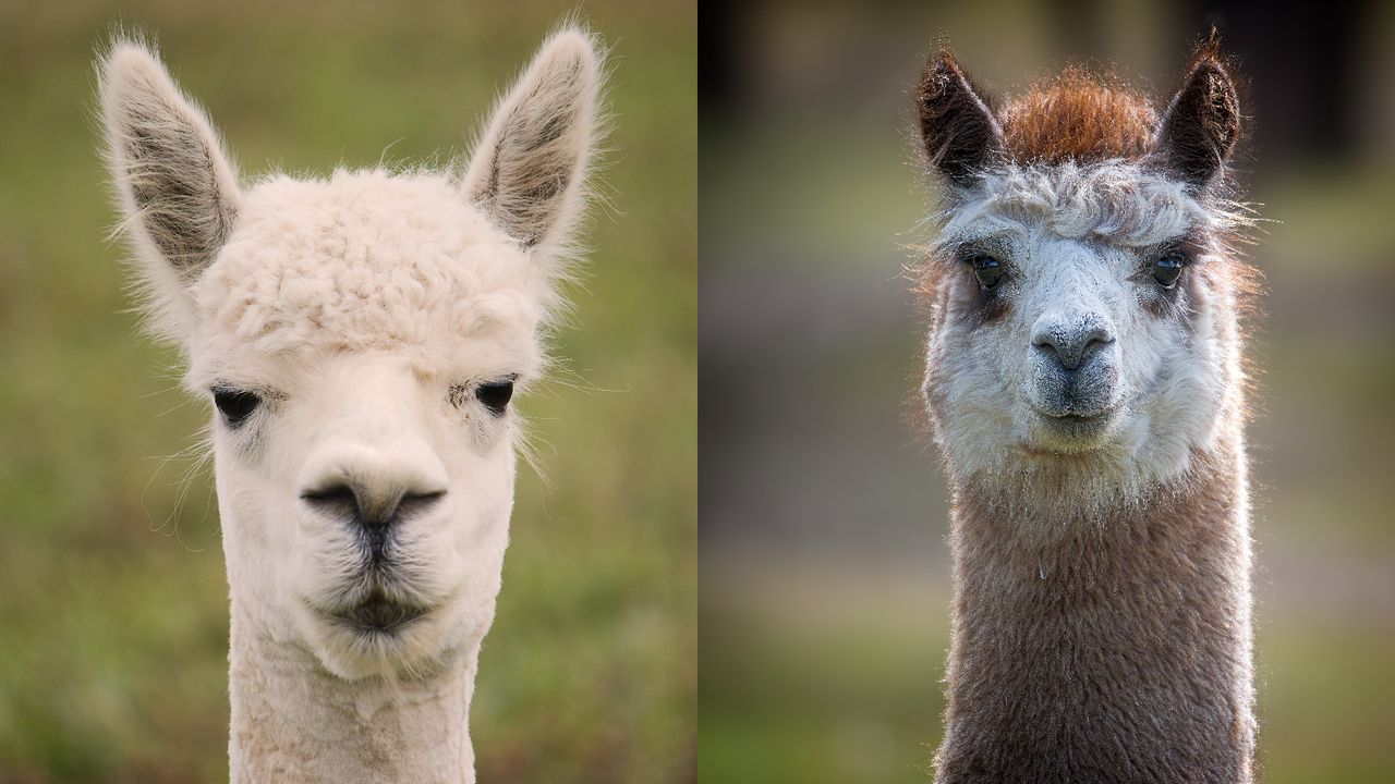 What's the difference between a llama and an alpaca?