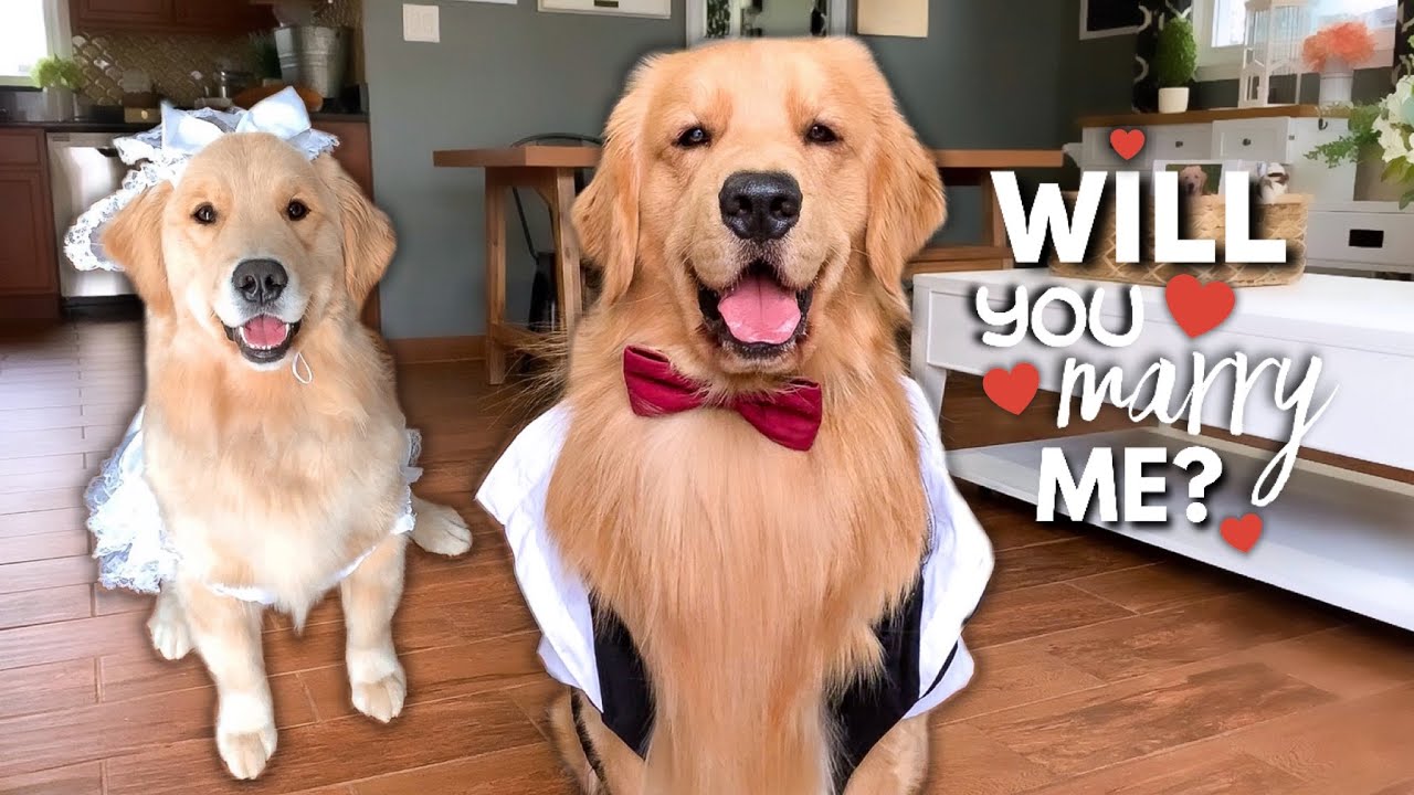 Funny Golden Retriever Wedding Moment