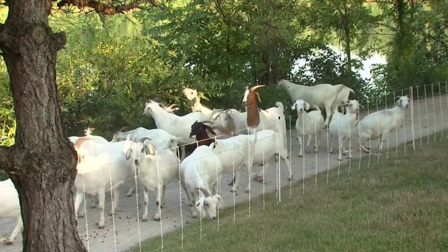 Columbus employs goats at local park to help control invasive plant species