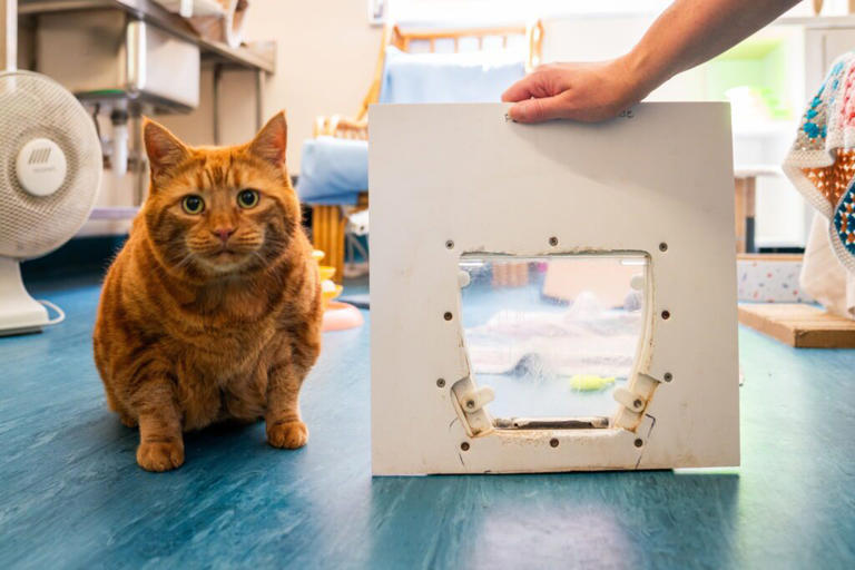 Fat cat named Moose too big for cat flap seeks forever home