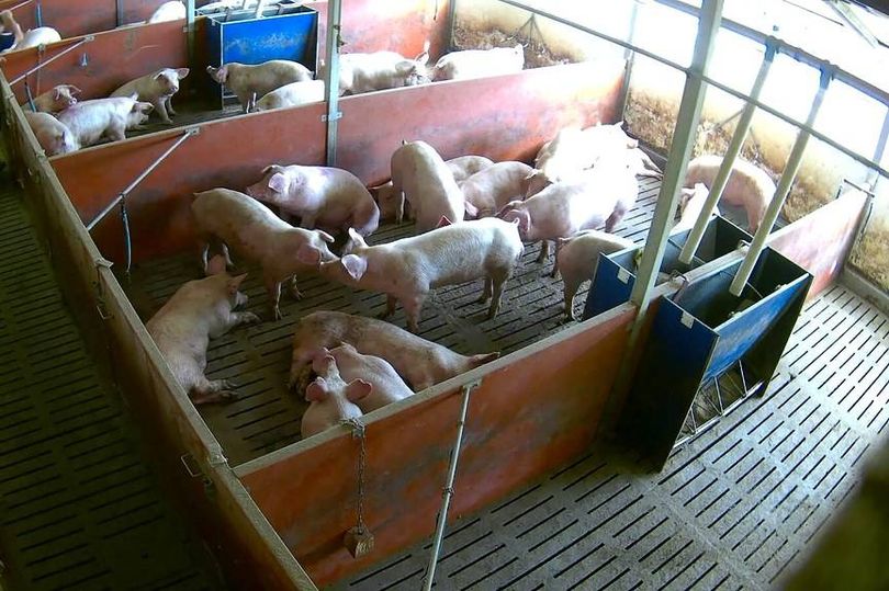 Hull-based Cranswick responds to new allegations of pig abuse at second ...