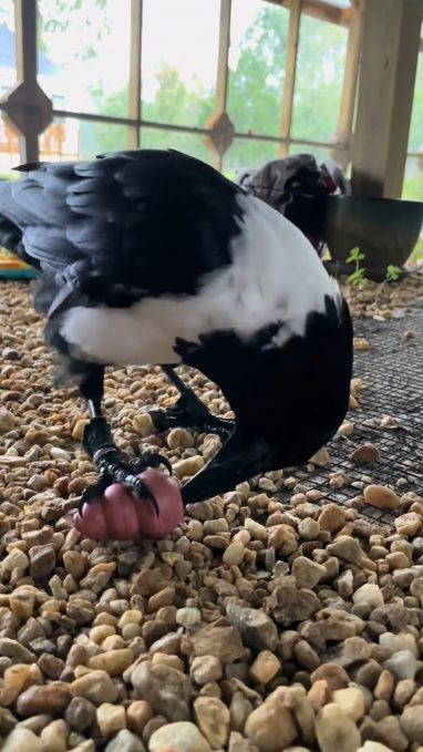 Tin Roof Rain & Crow Chaos Trixie Takes on the KONG Challenge