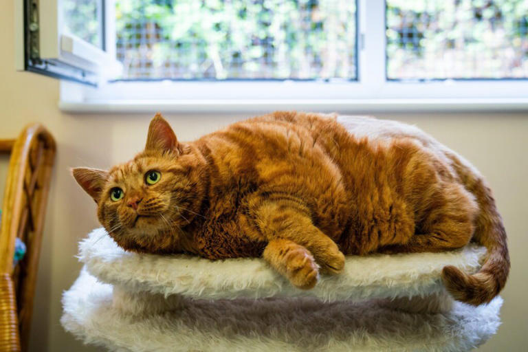 Fat cat named Moose too big for cat flap seeks forever home