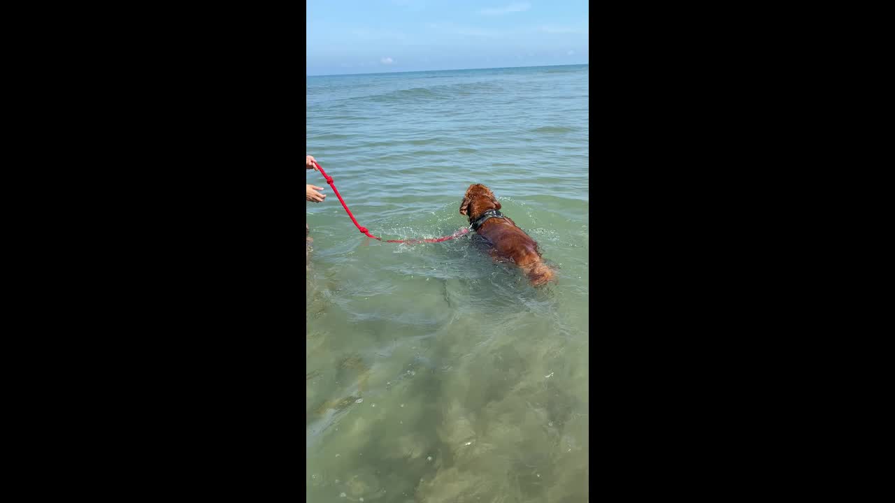 Excitable dog enjoys first-ever swim at beach