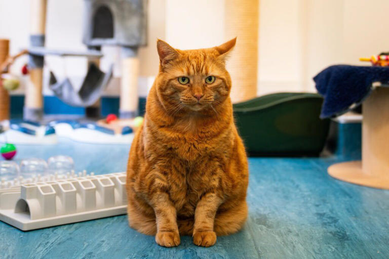 Fat cat named Moose too big for cat flap seeks forever home