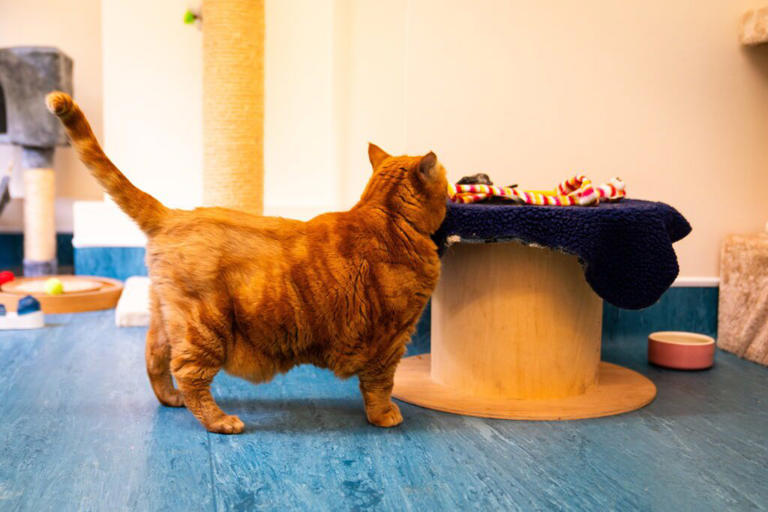 Fat cat named Moose too big for cat flap seeks forever home