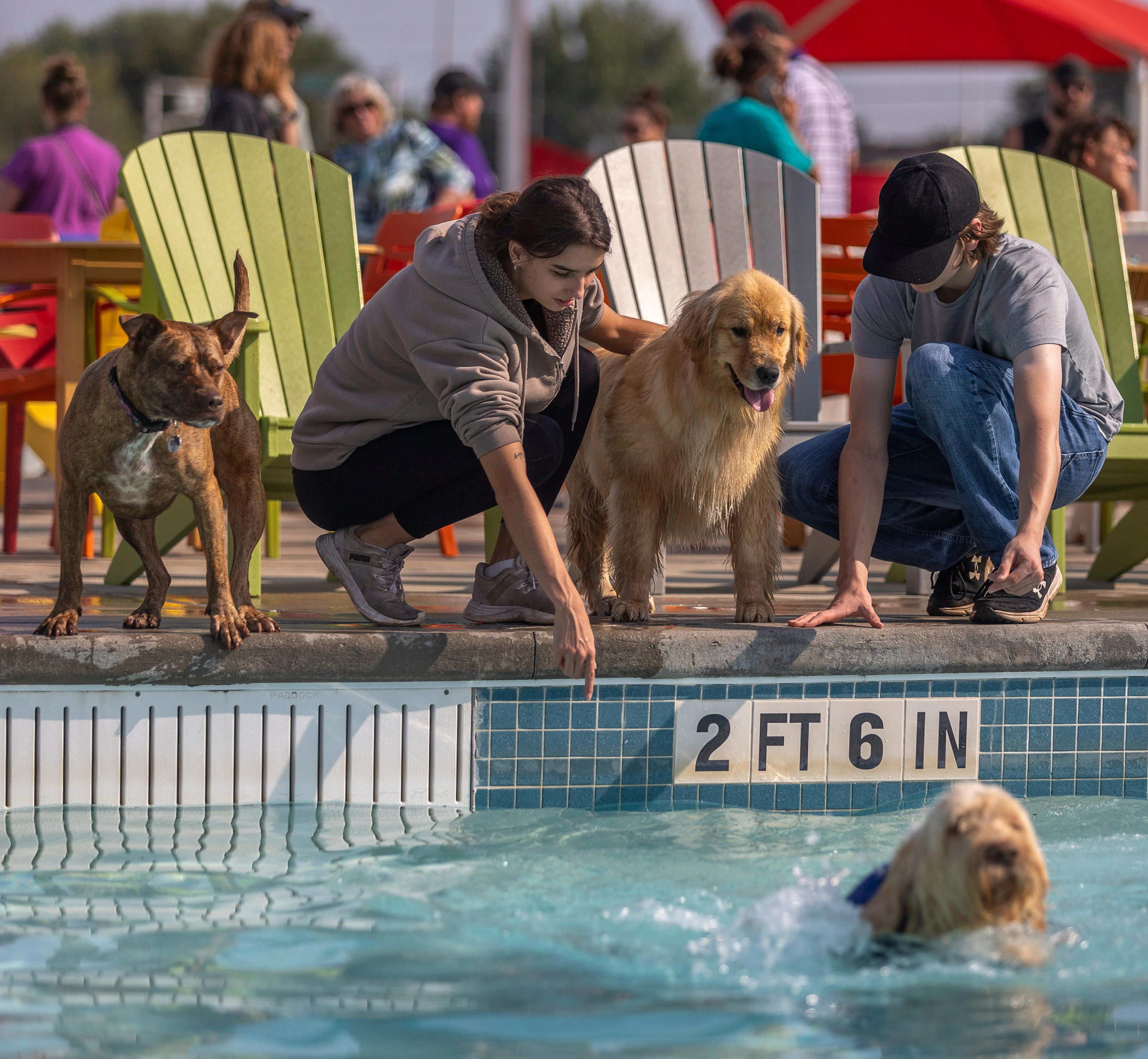 Bring your pup to Witter Park Aquatics Center's dog pool party Aug. 21