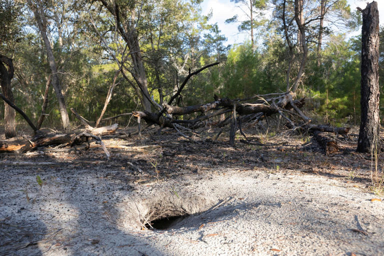 Who's that critter? Florida's native gopher tortoises are on the move ...