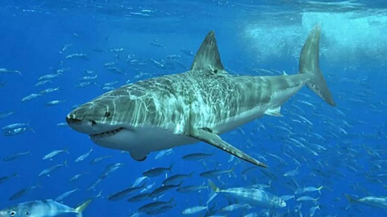 The largest great white shark ever recorded is still alive: Meet ‘Deep ...