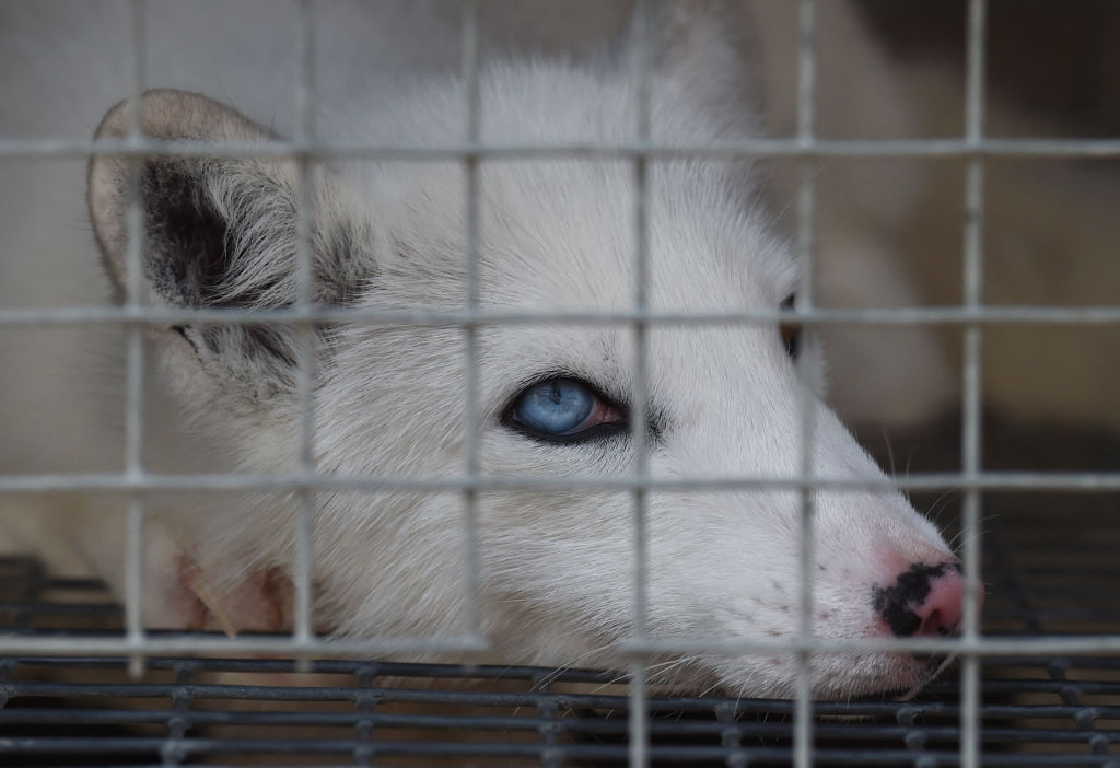 Chinese fur farms could spark the next pandemic, experts warn