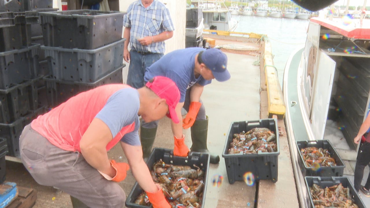 Fall lobster season in full swing in P.E.I. waters