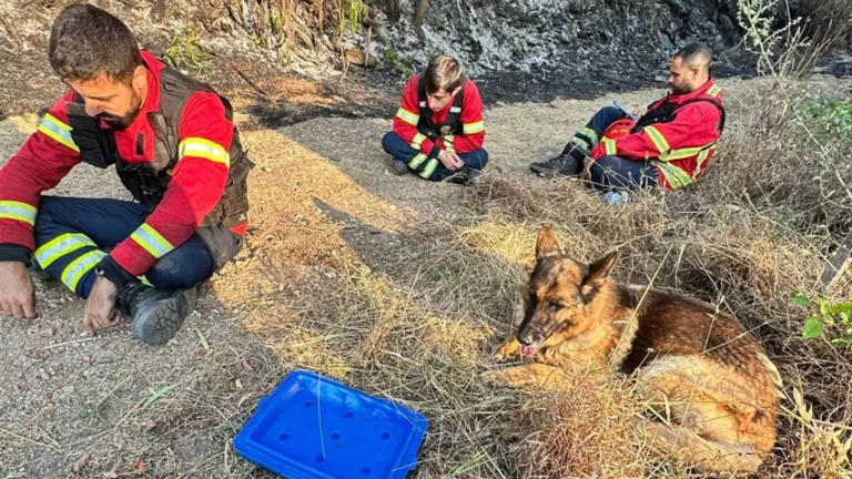 Portuguese fires: rescued dog thanks firefighters in touching way