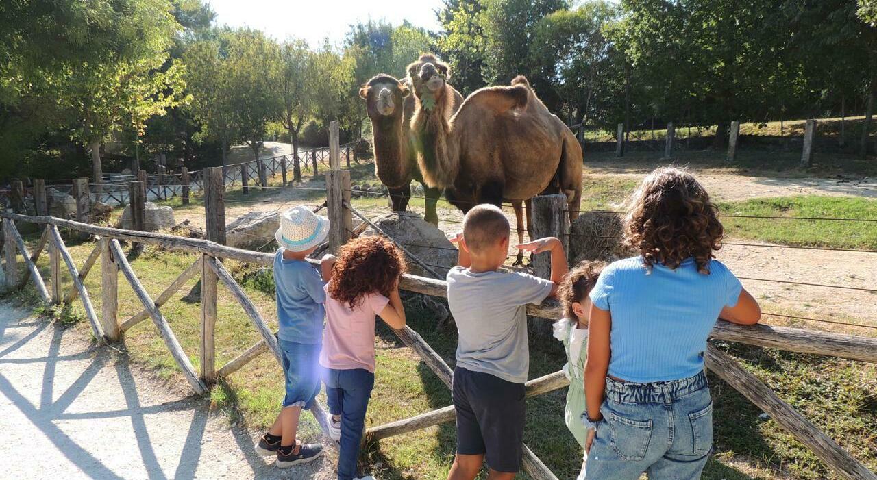 Ciak, si gira al Parco Zoo Falconara: cercasi i protagonisti per un ...
