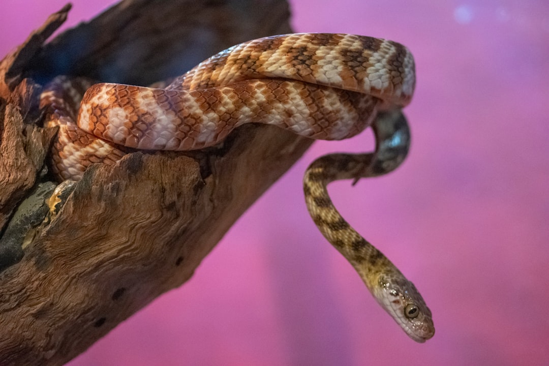 One-Third of Humans Fear Snakes – But Why?